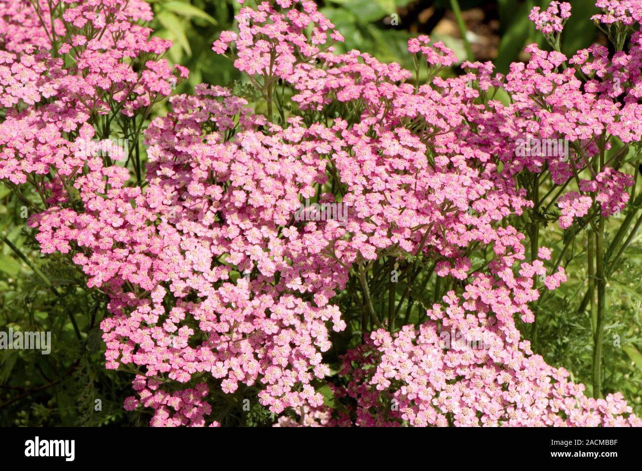 Yarrow (Achillea millefolium 'Lilac Beauty') flowering in Summer Stock ...