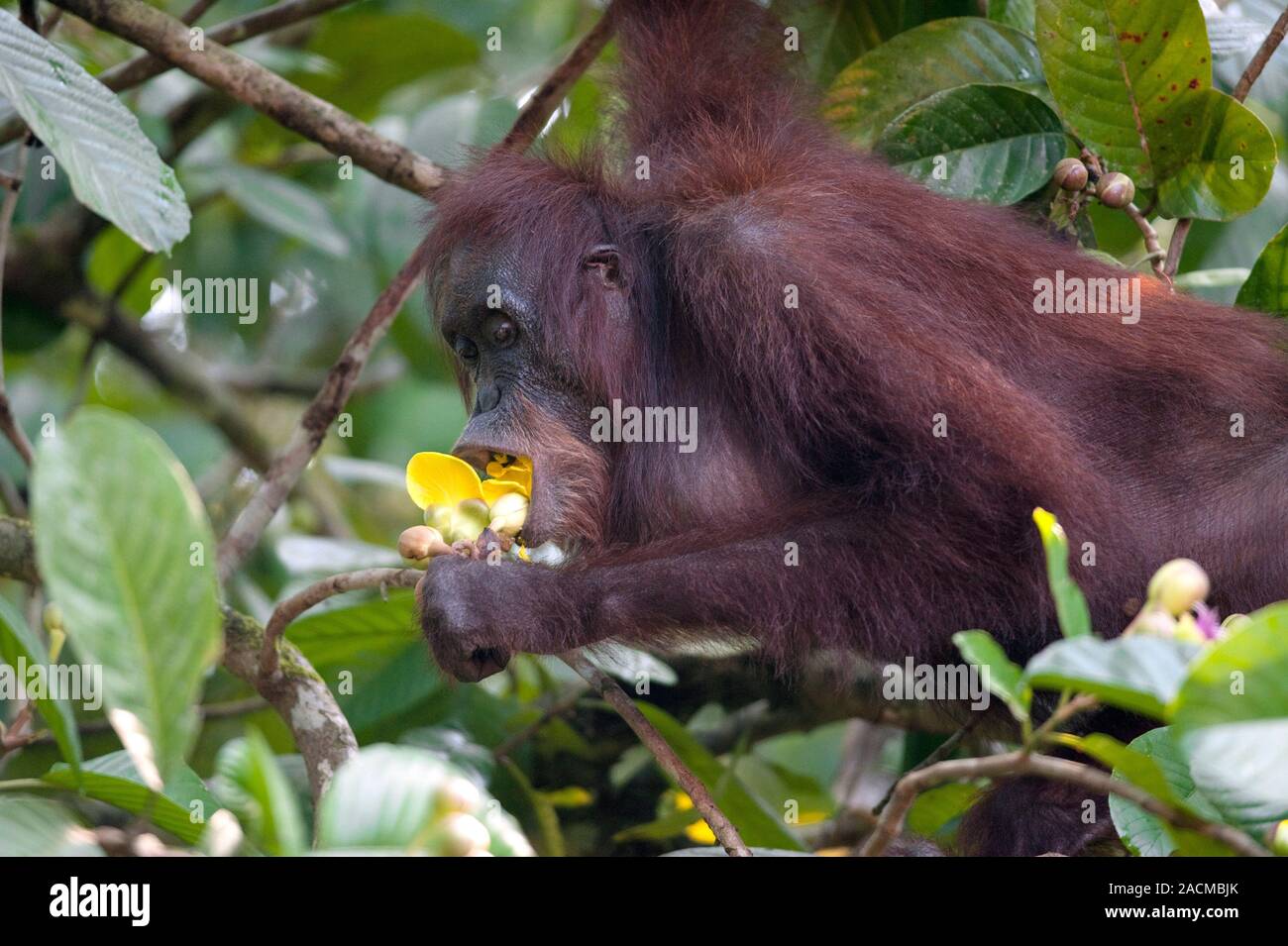 Bornean orangutan (Pongo pygmaeus) eating in a forest canopy ...