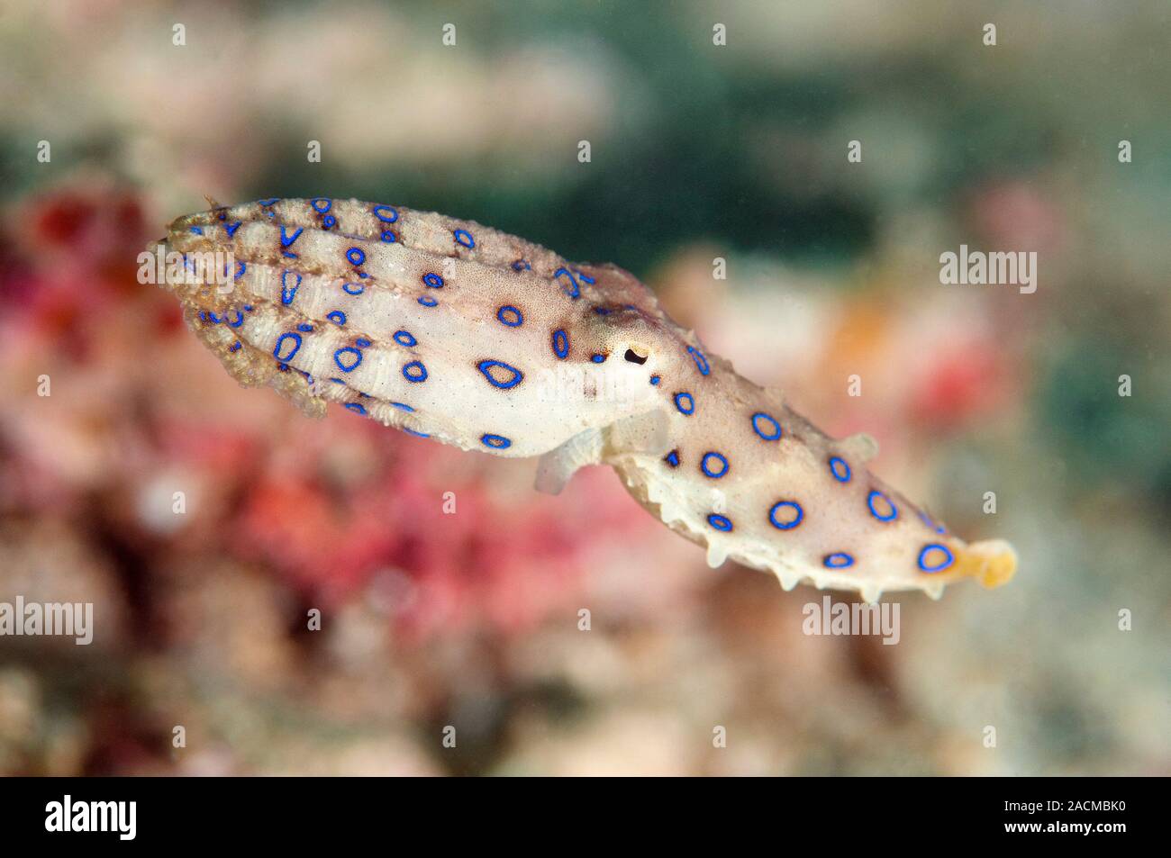 Blue-ringed octopus swimming. These small Hapalochlaena sp. octopus ...