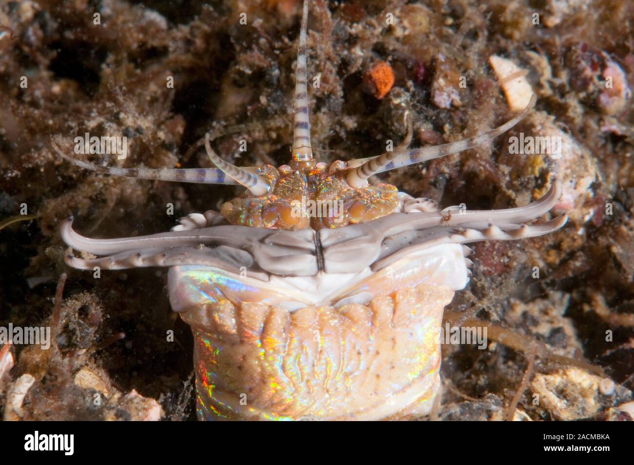 Bobbit worm with its jaws extended. Bobbit worms (Eunice aphroditois ...