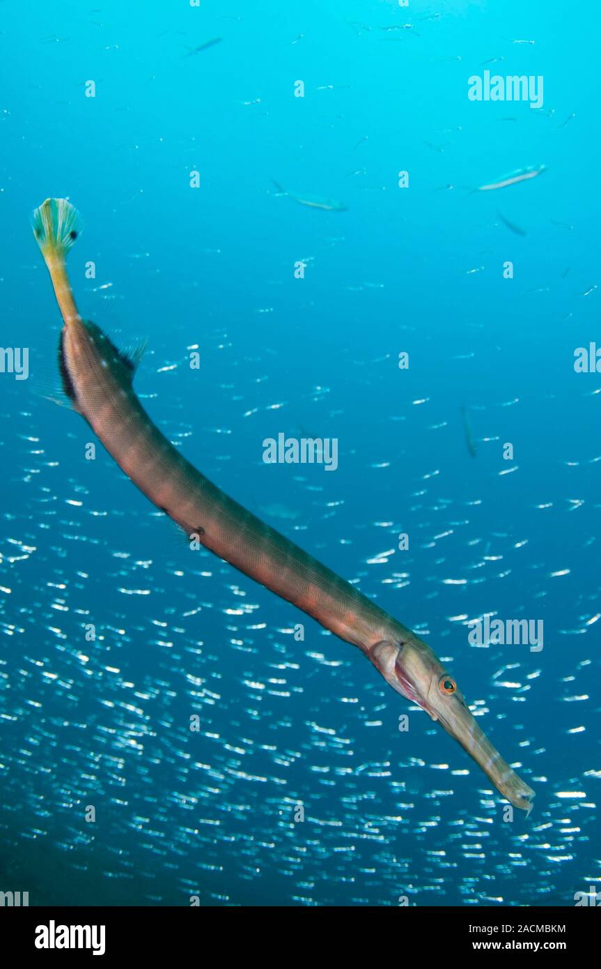 Chinese trumpetfish (Aulostomus chinensis). This elongated fish ...