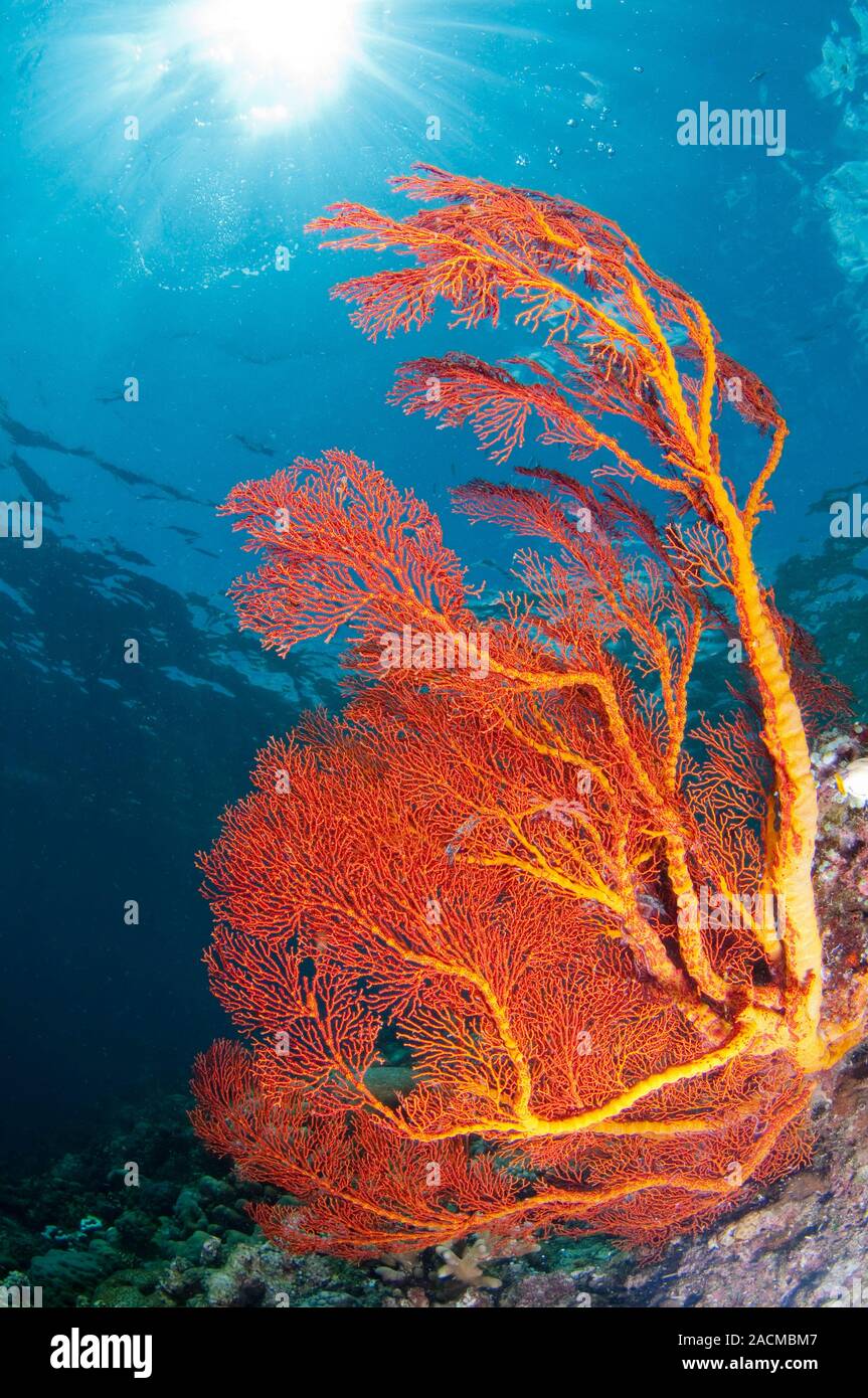 Red sea fan (Melithaea sp.). Photographed off Manado, North Sulawesi ...