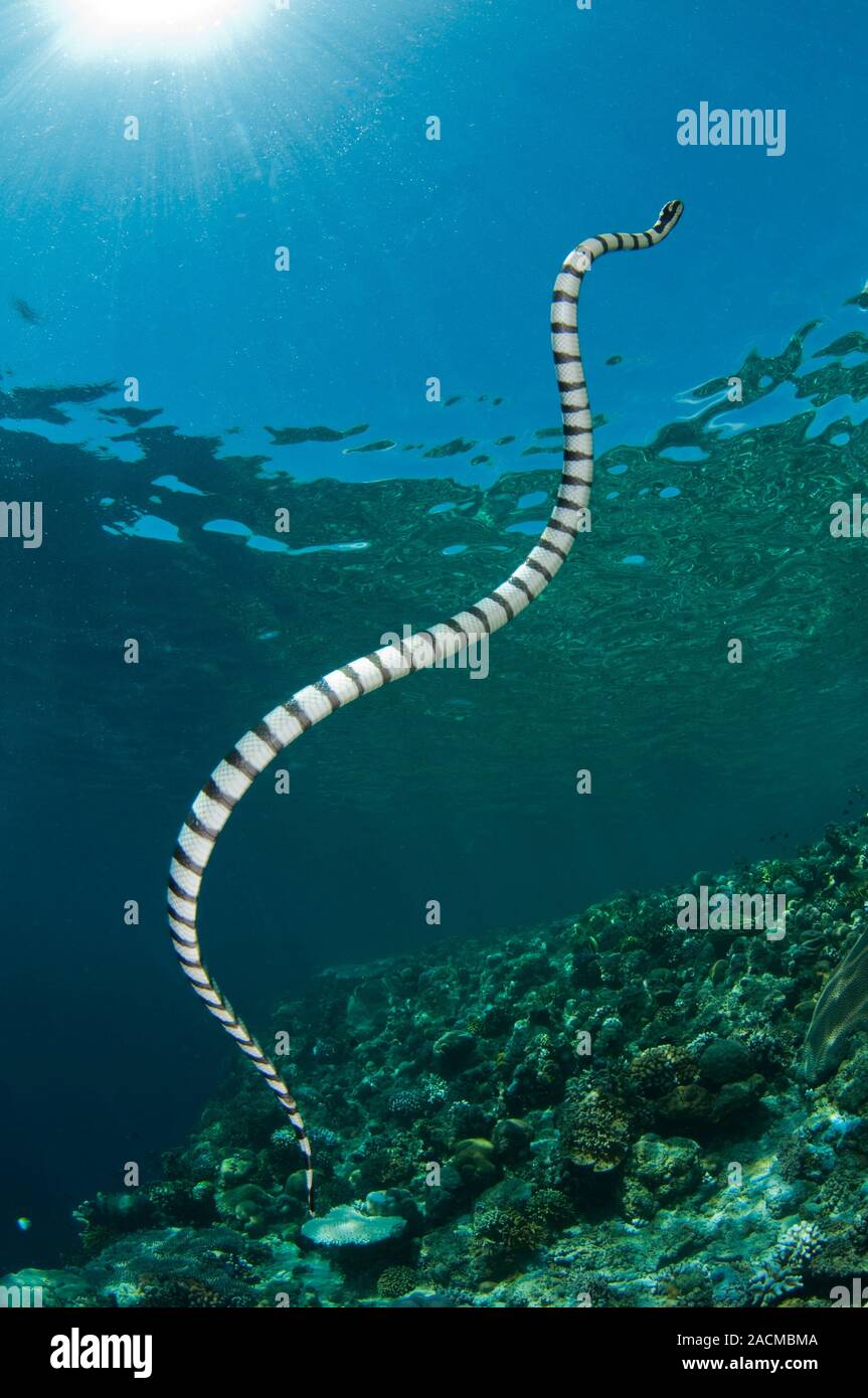 Black-banded sea krait over a reef. Black-banded sea kraits (Laticauda ...