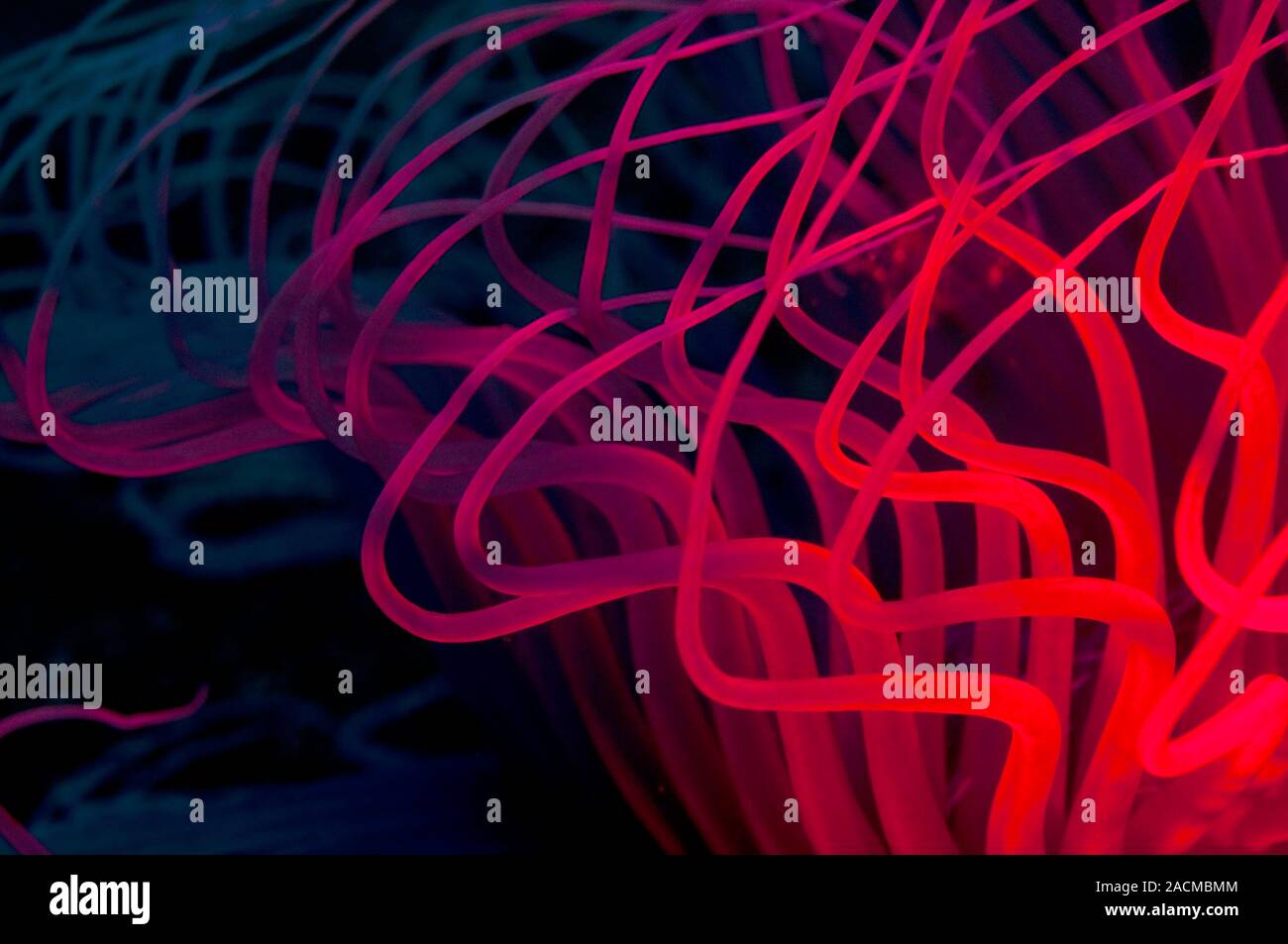 Tube anemone tentacles lit with red strobe light. Tube, or cylinder ...