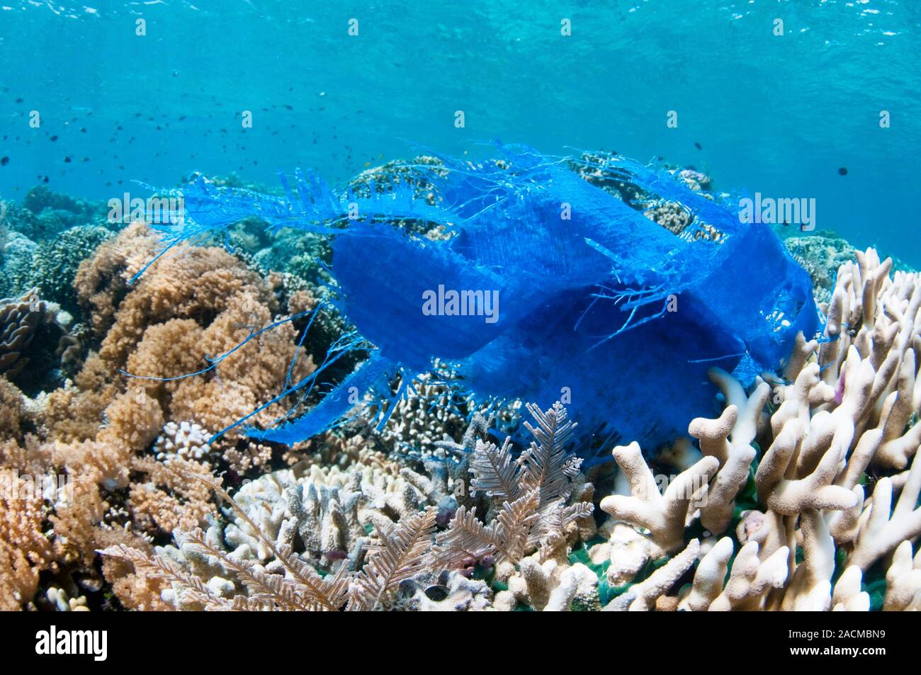 Rubbish on a reef. Photographed off Manado, North Sulawesi, Indonesia ...