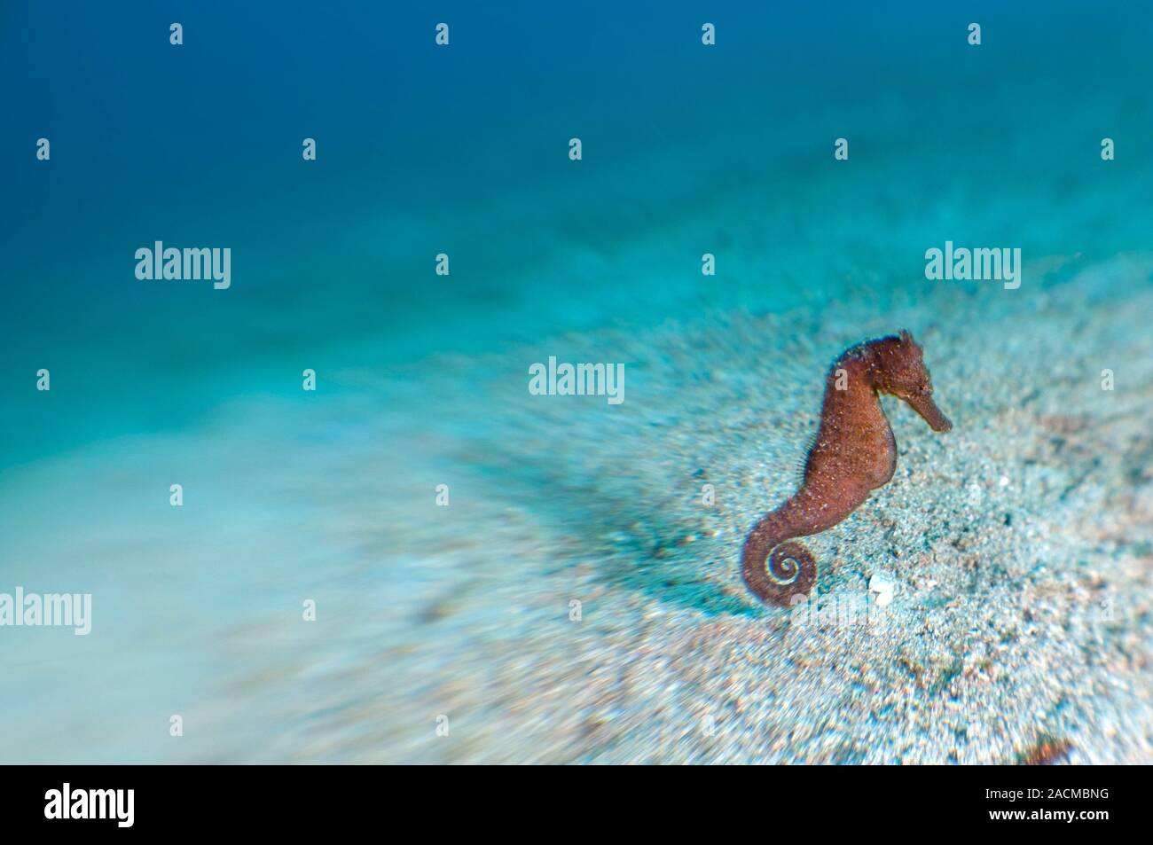 Common seahorse (Hippocampus kuda) on the seabed. Photographed in Wori ...