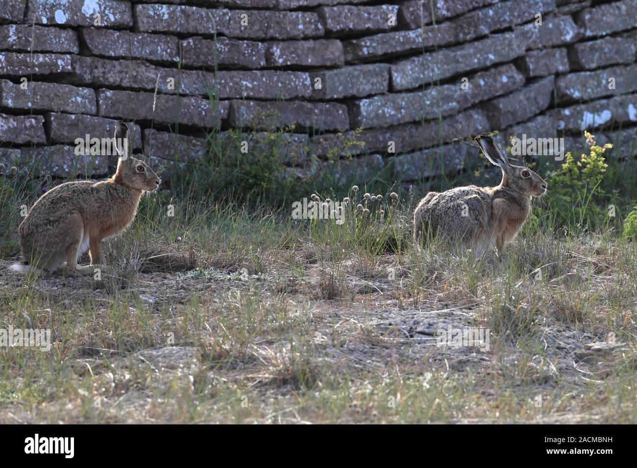 Rabbits in front of wall Stora Alvaret Sweden Stock Photo - Alamy