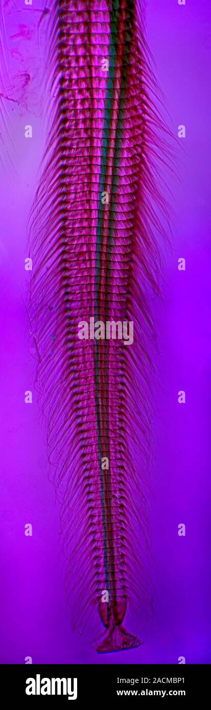 Honey bee tongue. Polarised light micrograph of the tongue (glossae ...