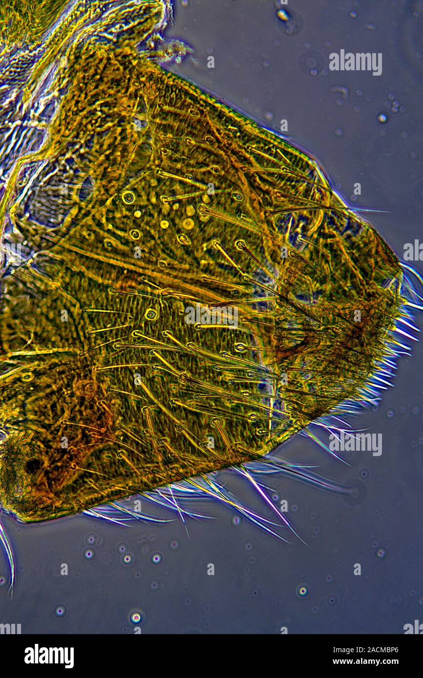 Spider spinneret. Phase contrast light micrograph of one of a spider's ...