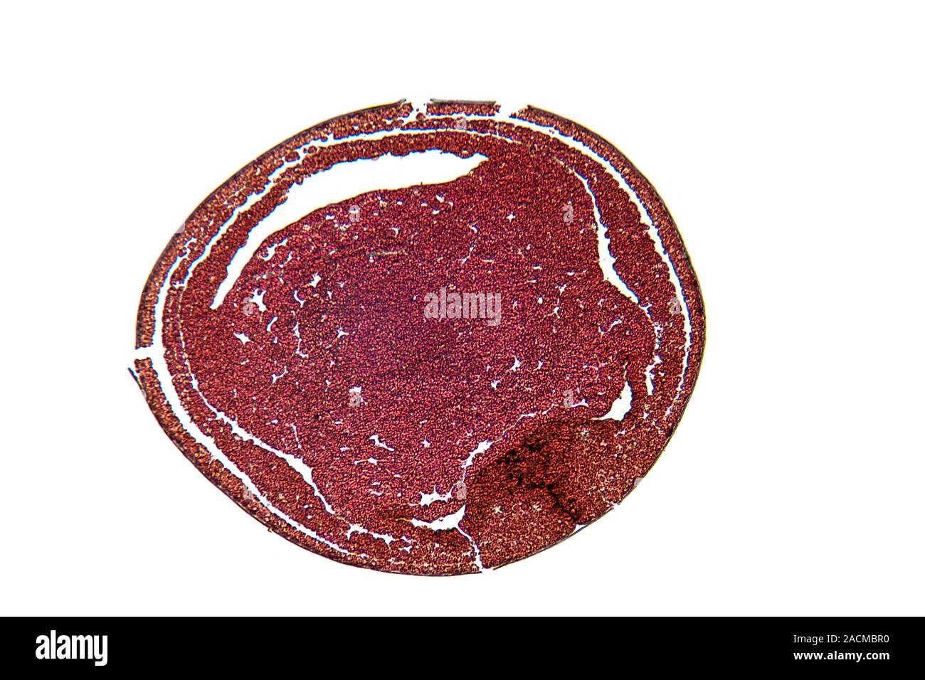 Frog embryo, gastrula stage, light micrograph. This is an embryo of a ...