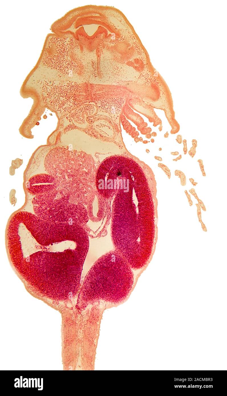 Frog tadpole. Light micrograph of a longitudinal section through the ...