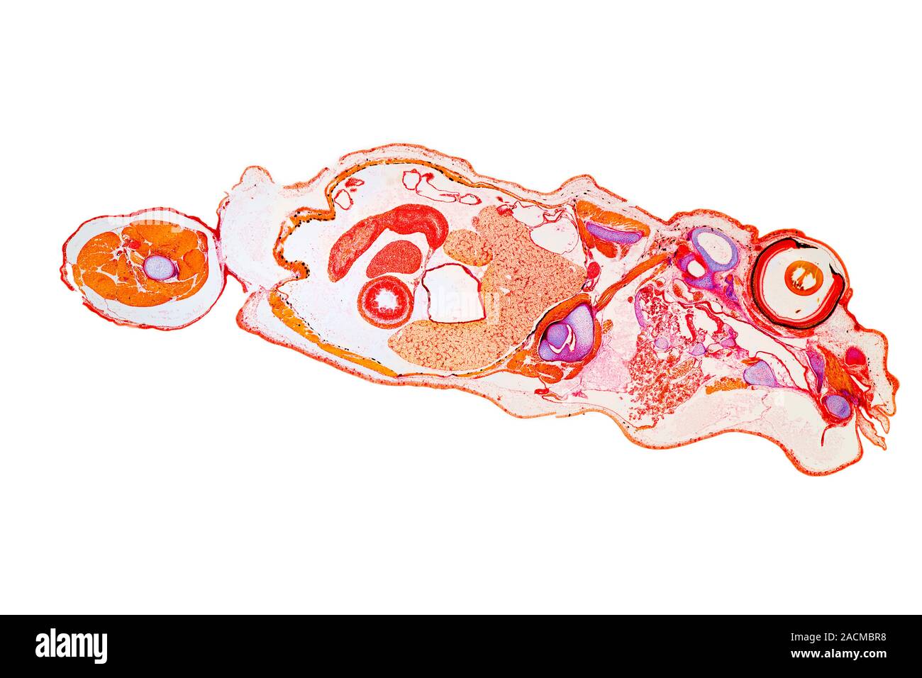 Frog anatomy, metamorphosis stage, light micrograph. Section through ...