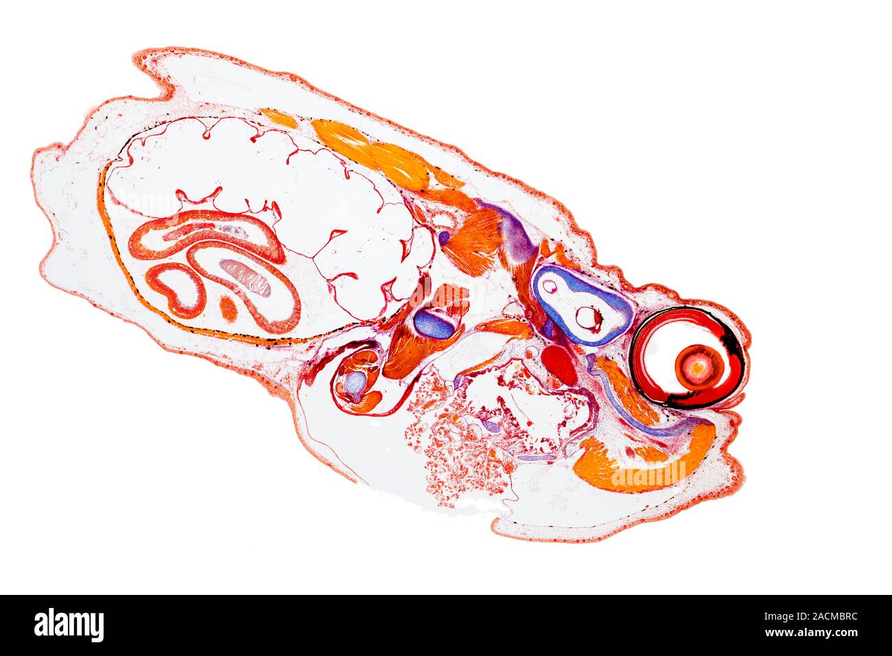 Frog anatomy, metamorphosis stage, light micrograph. Section through ...