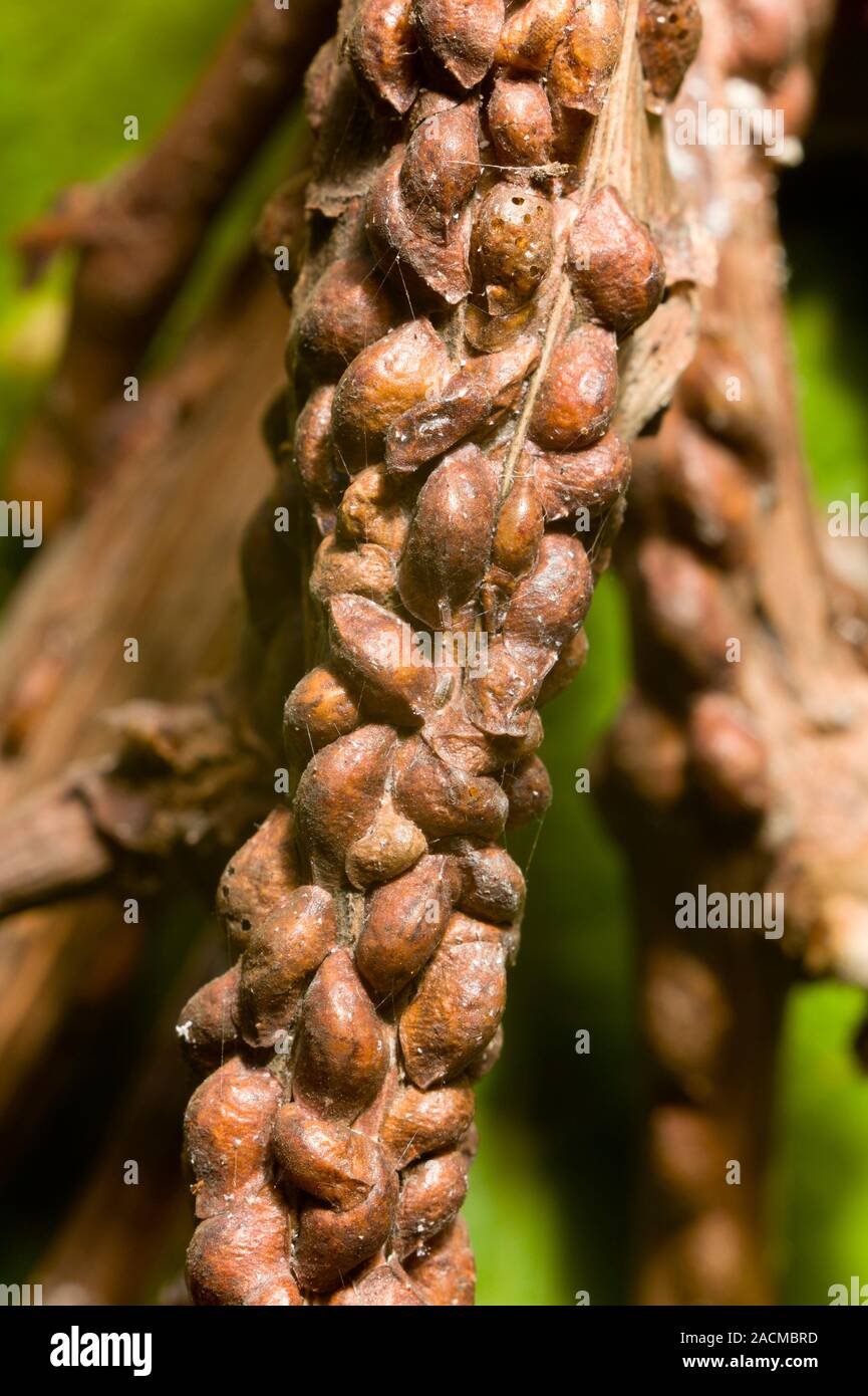 Stem of a greenhouse-grown grapevine, Vitis vinifera, covered with ...