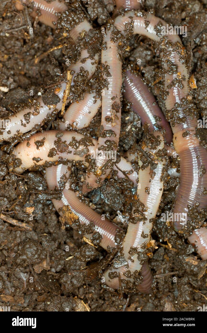 A group of the earthworm Lumbricus terrestris photographed in early ...