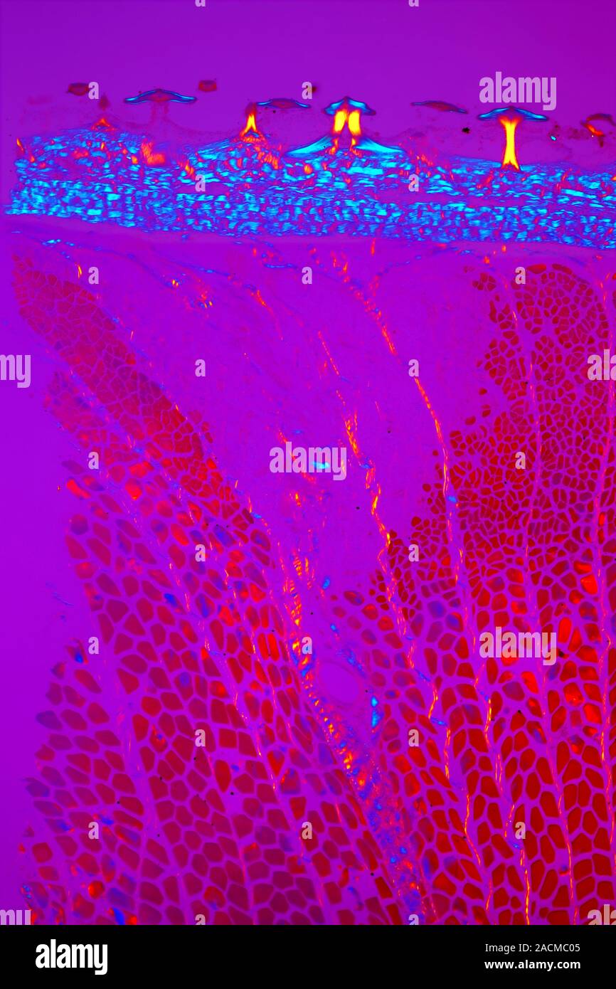 Dogfish skin. Polarised light micrograph of a section through the skin ...