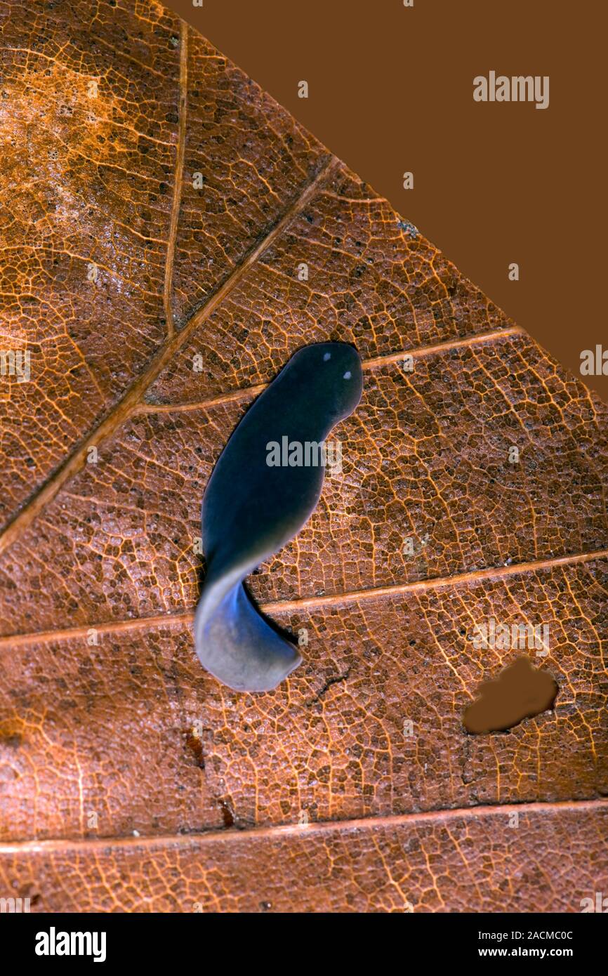 Freshwater flatworm. Macrophotograph of a Dugesia lugubris flatworm ...