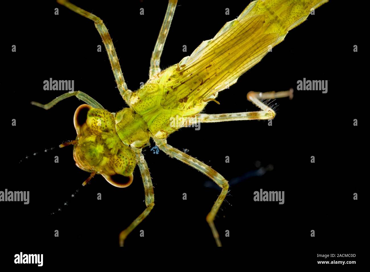 Damselfly nymph. Light micrograph of a nymph (larval stage) of a ...