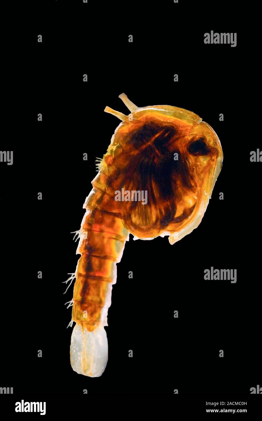 Mosquito pupa. Light micrograph of a dead pupa of the Culex molestus ...