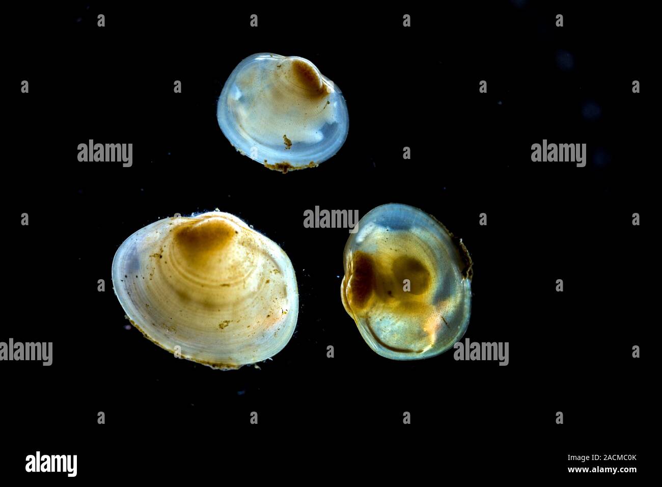 Pea clams. Light micrograph of three Pisidium clams (pea clams) in pond ...