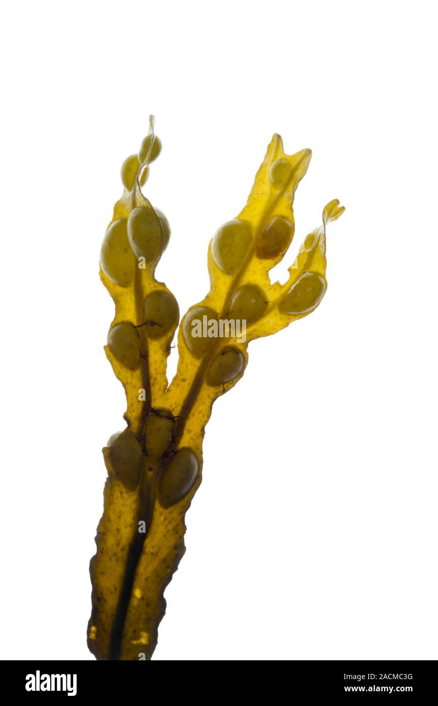 Bladder Wrack (Fucus vesiculosus Stock Photo - Alamy