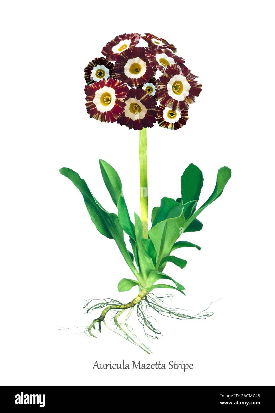 Primula auricula 'Mazetta Stripe', illustration Stock Photo - Alamy