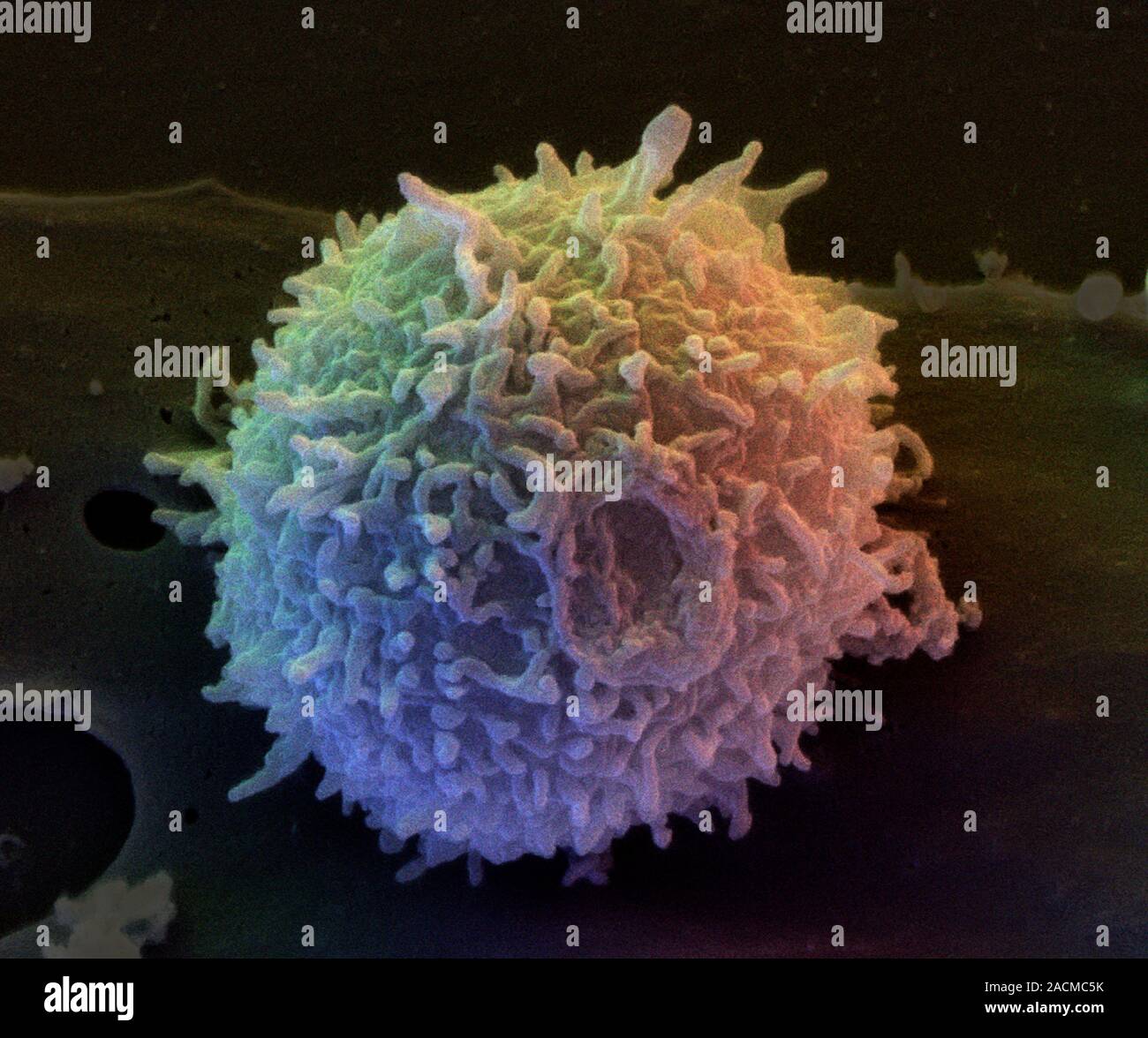 T Lymphocyte, coloured scanning electron micrograph (SEM). T ...