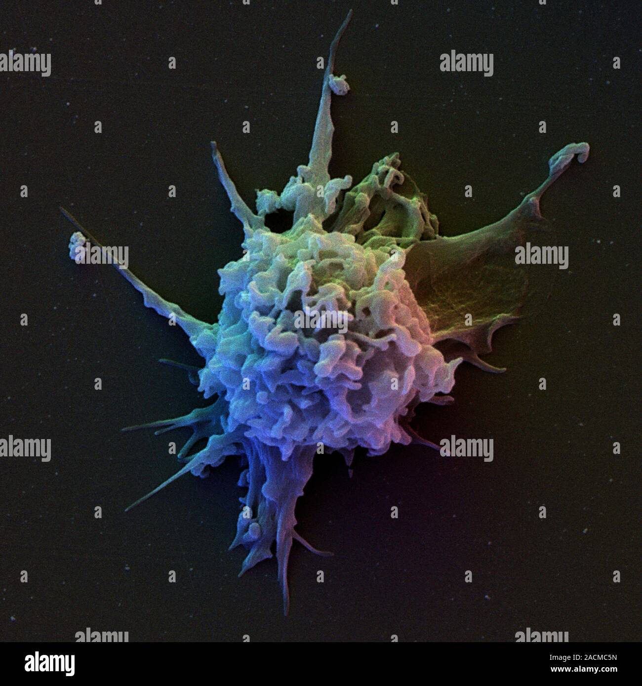T Lymphocyte, coloured scanning electron micrograph (SEM). T ...