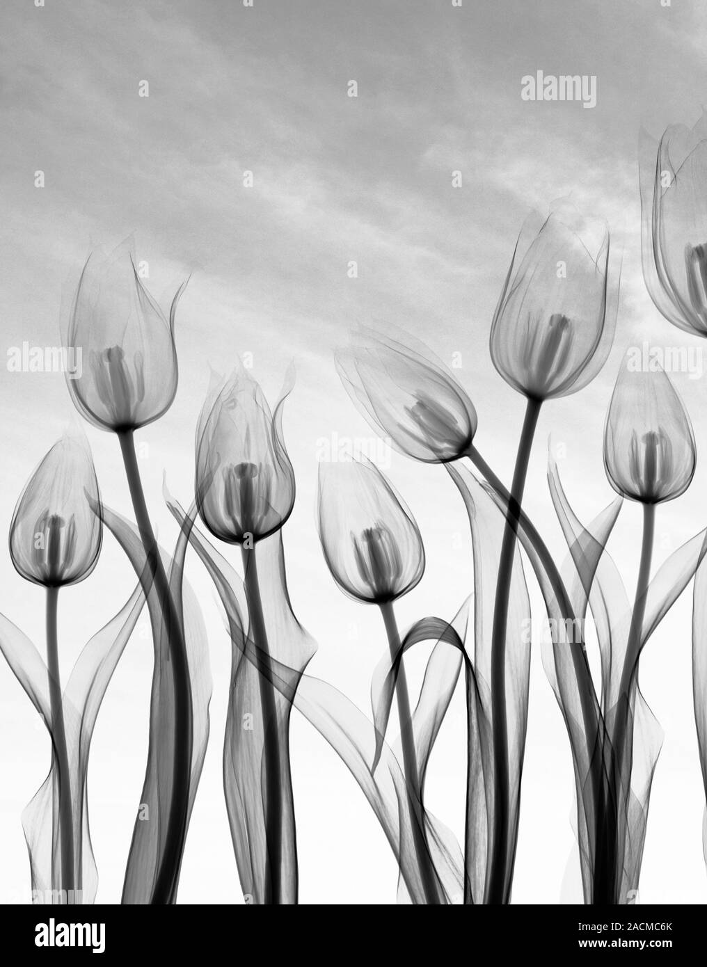Tulip flowers. X-ray of tulip (Tulipa) flowers, showing their leaves ...