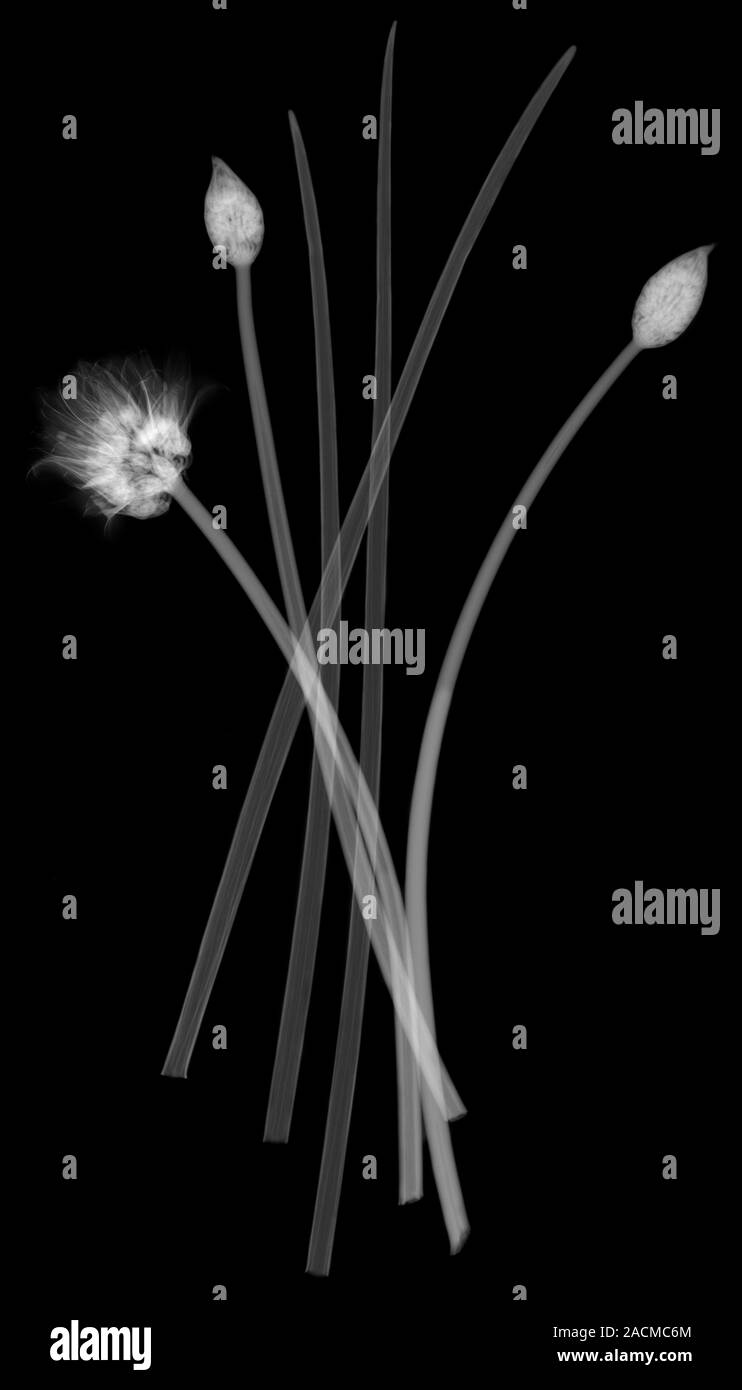 Chives. X-ray of scapes (leafless stems) and flowers from the chive ...