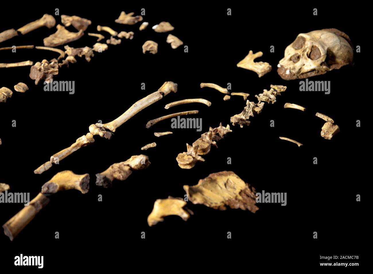 Australopithecus sediba fossil skeletons. These casts of skeleton bones ...