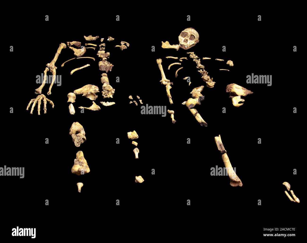 Australopithecus sediba fossil skeletons. These casts of skeleton bones ...