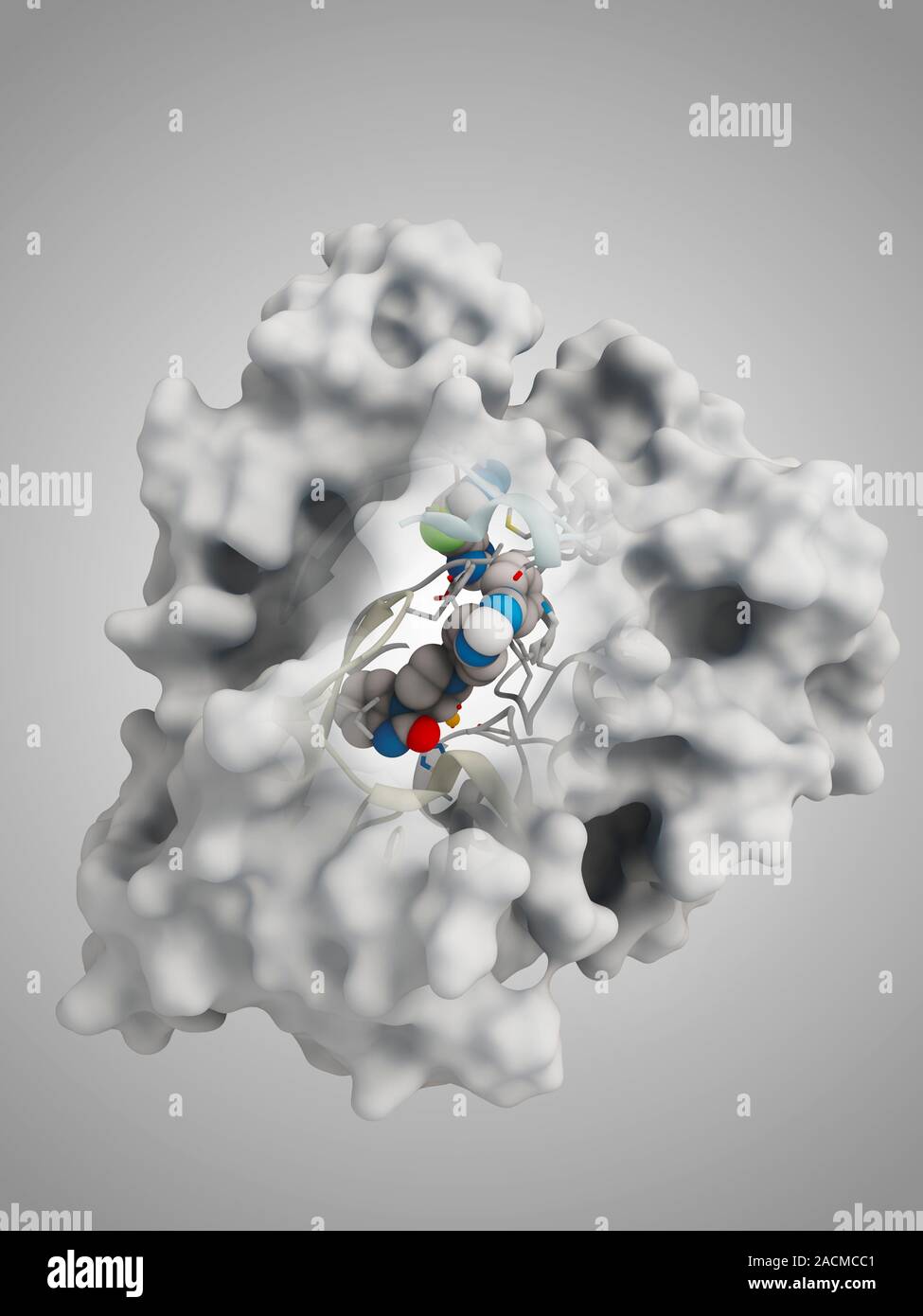 AKT1 human enzyme molecule. Computer model showing the quaternary ...