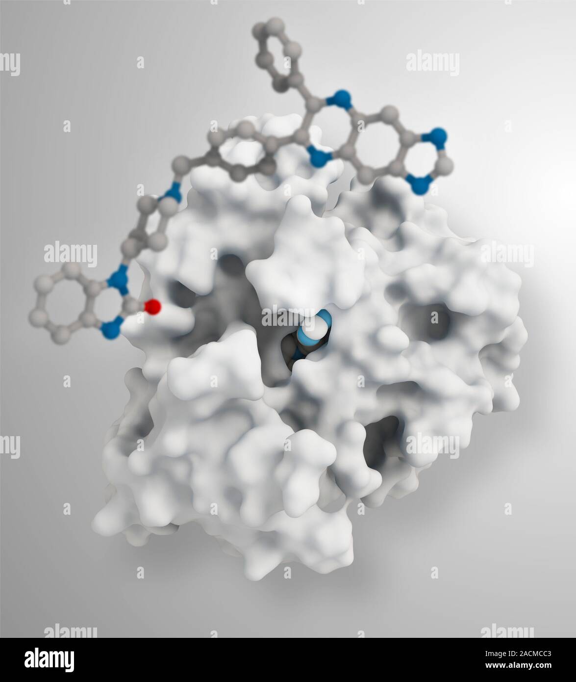 AKT1 human enzyme molecule. Computer model showing the quaternary ...
