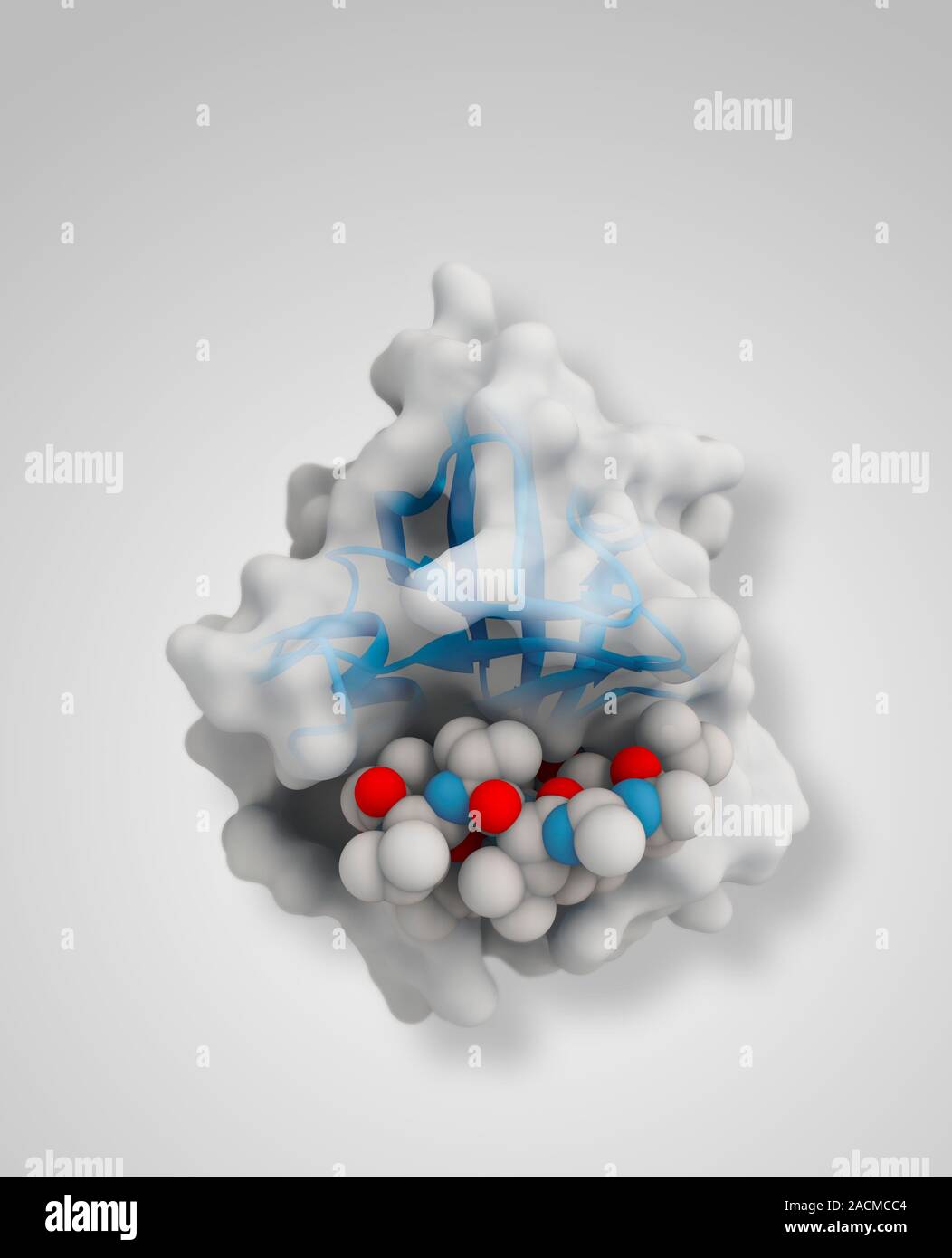 Cyclosporin drug molecule complex. Computer model showing a molecule of ...
