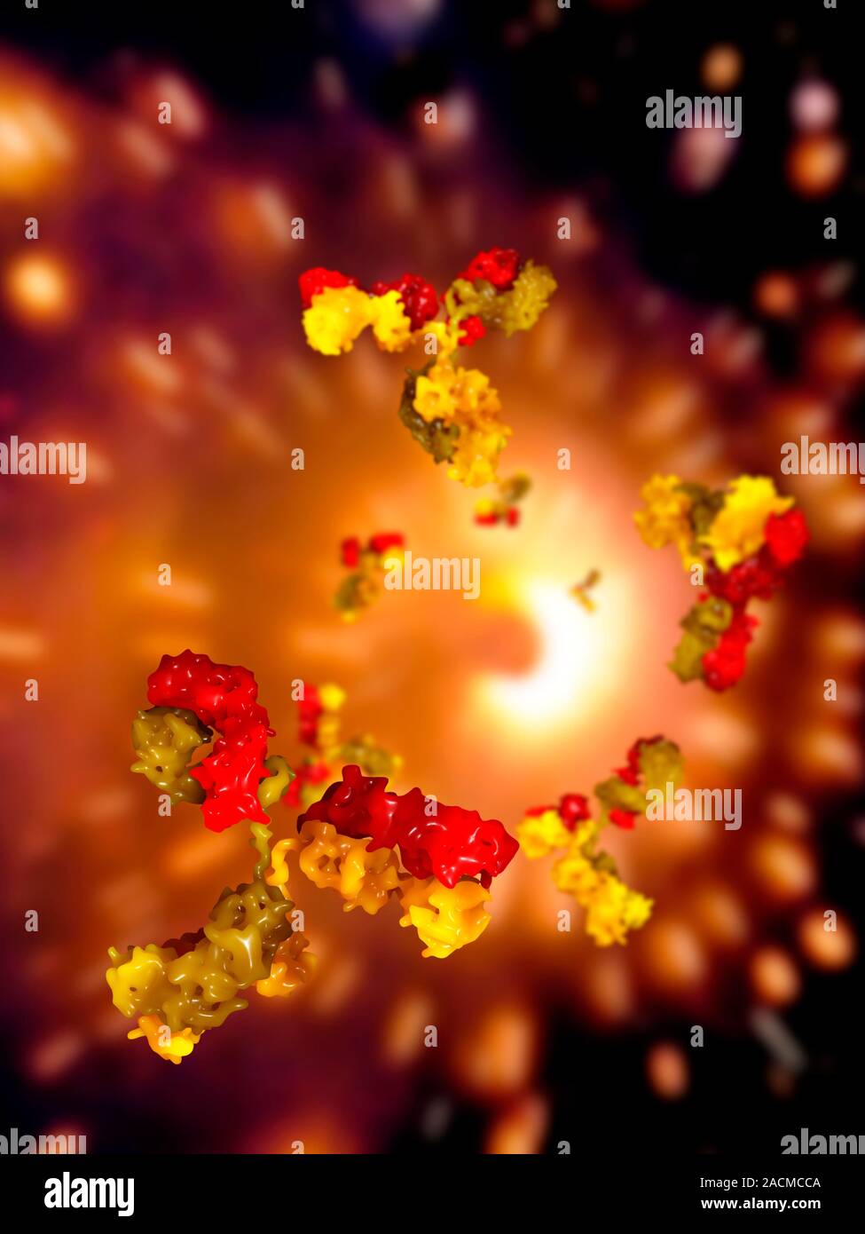 Antibody response, conceptual image. Computer artwork representing ...