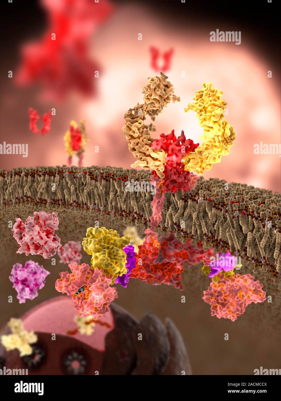 Nerve growth factor receptor. Computer artwork showing a high affinity ...