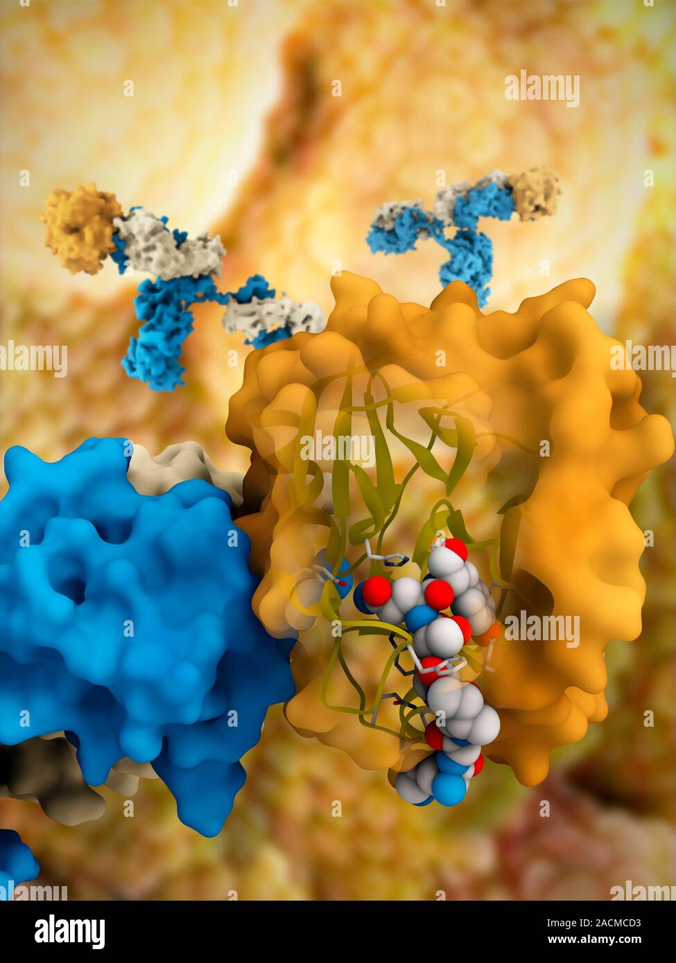 Prostate-specific antigen complex. Computer model showing a molecule of ...