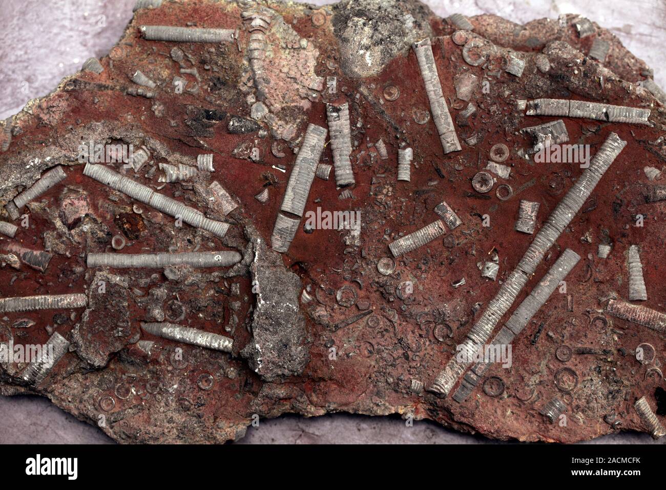 Fossil crinoid stalks. Rock containing crinoid, or sea lily, fossils ...