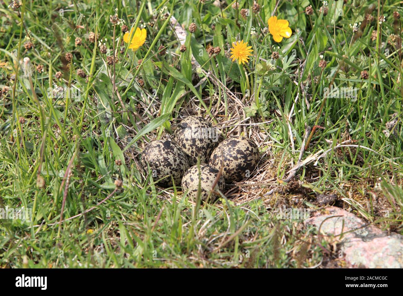 Lapwing nest with eggs Stock Photo - Alamy