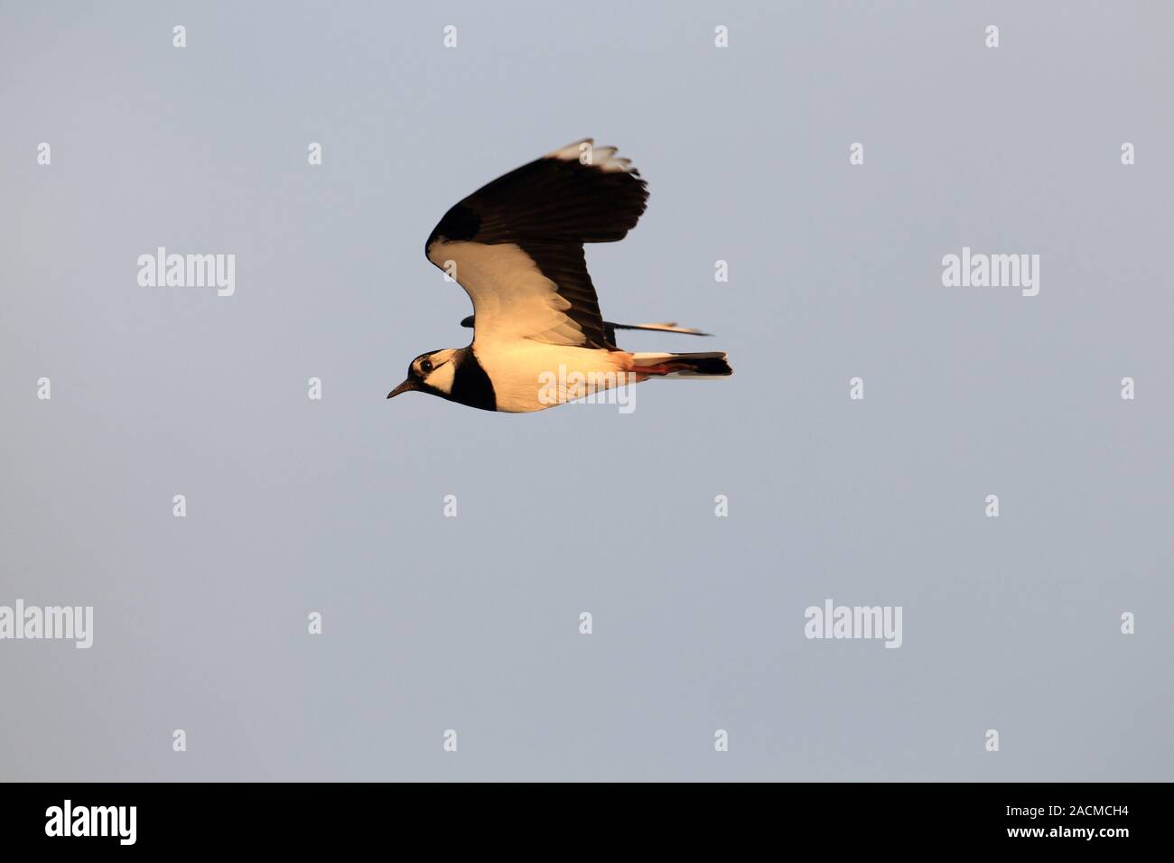 Lapwing in flight Stock Photo - Alamy