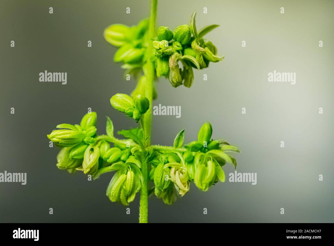 Close up blurred background Male Cannabis plant showing pollen sacks ...