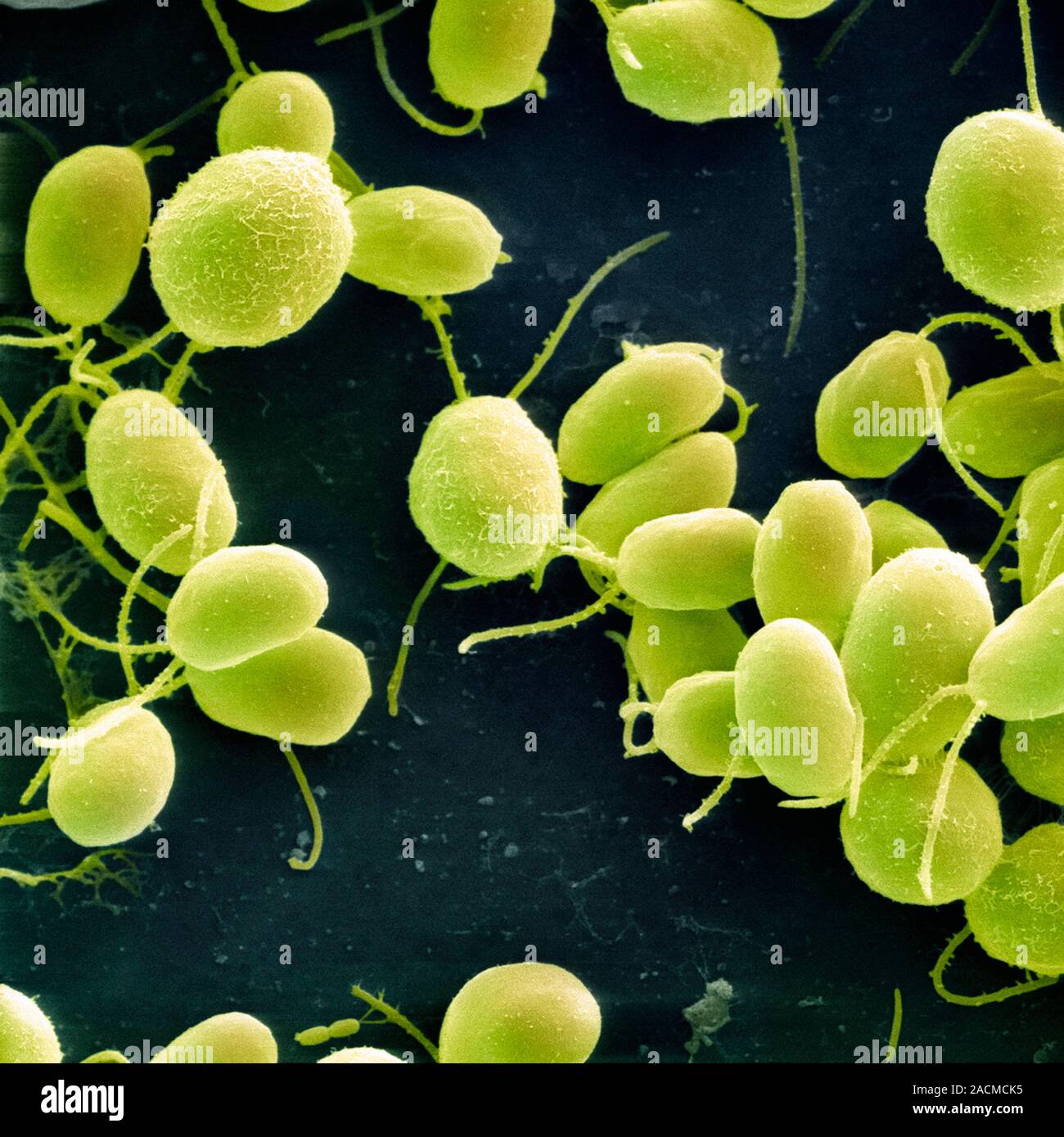 Chlamydomona reinhardtii green algae. Coloured scanning electron ...
