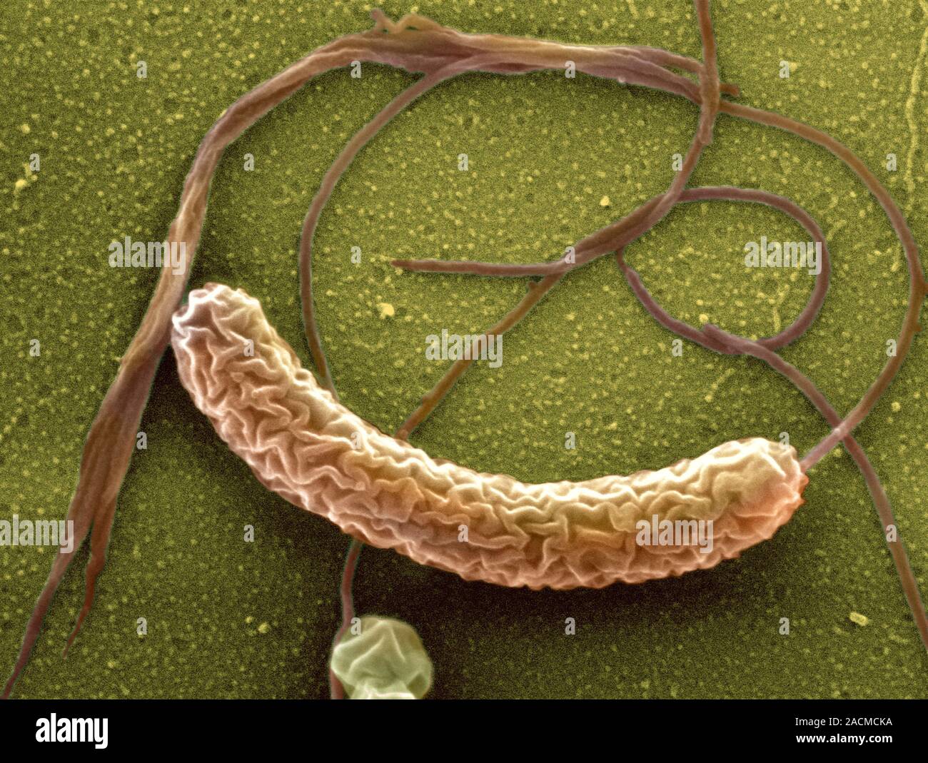 Cholera bacterium. Coloured scanning electron micrograph (SEM) of a ...