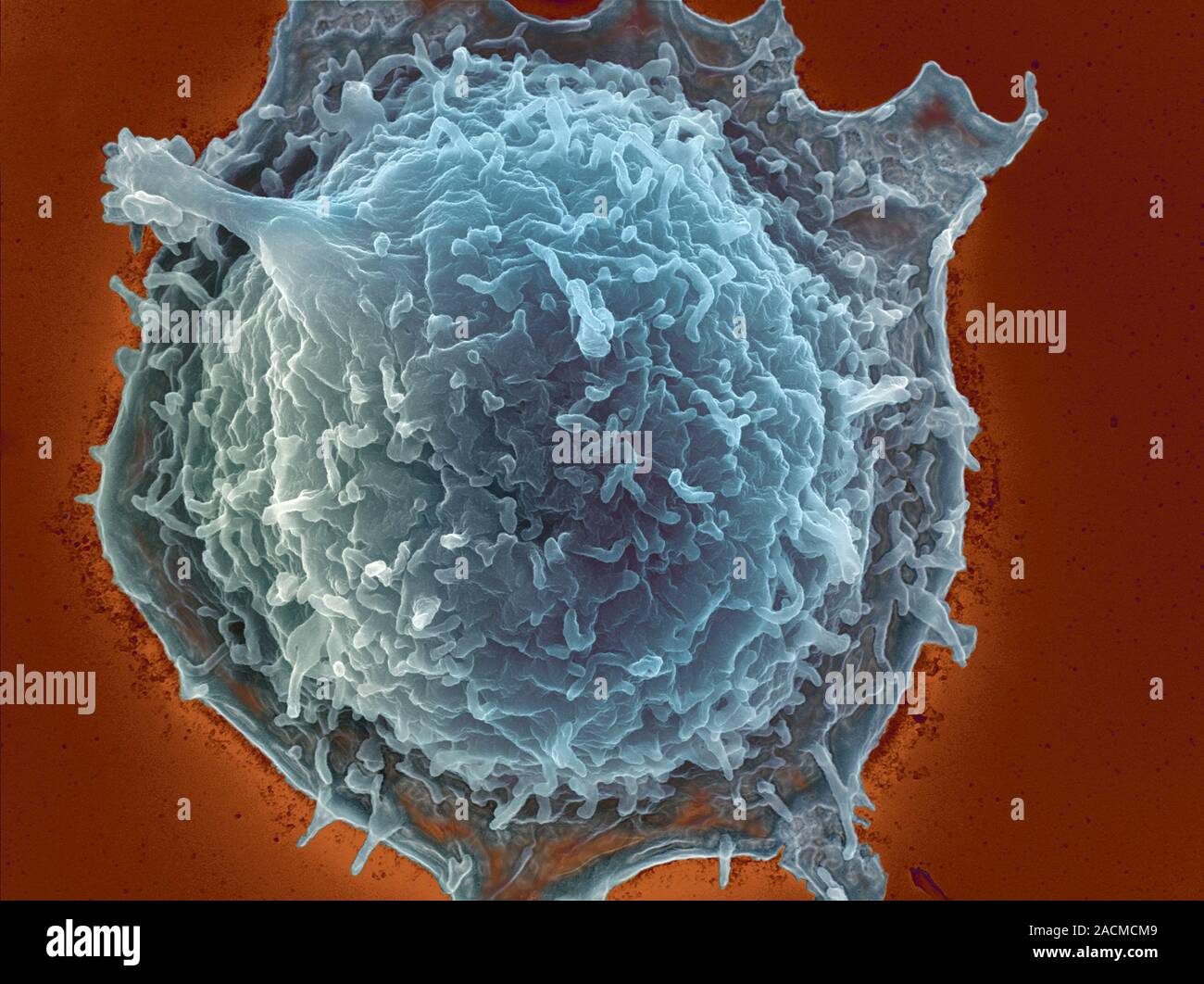 Lymphocyte. Coloured scanning electron micrograph (SEM) of a lymphocyte ...