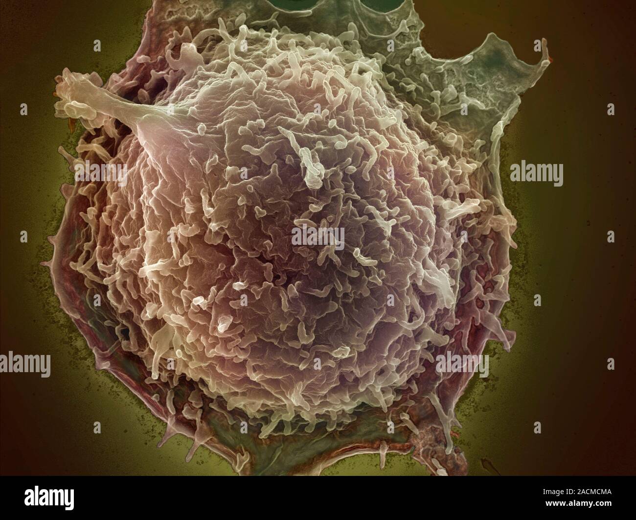 Lymphocyte. Coloured scanning electron micrograph (SEM) of a lymphocyte ...
