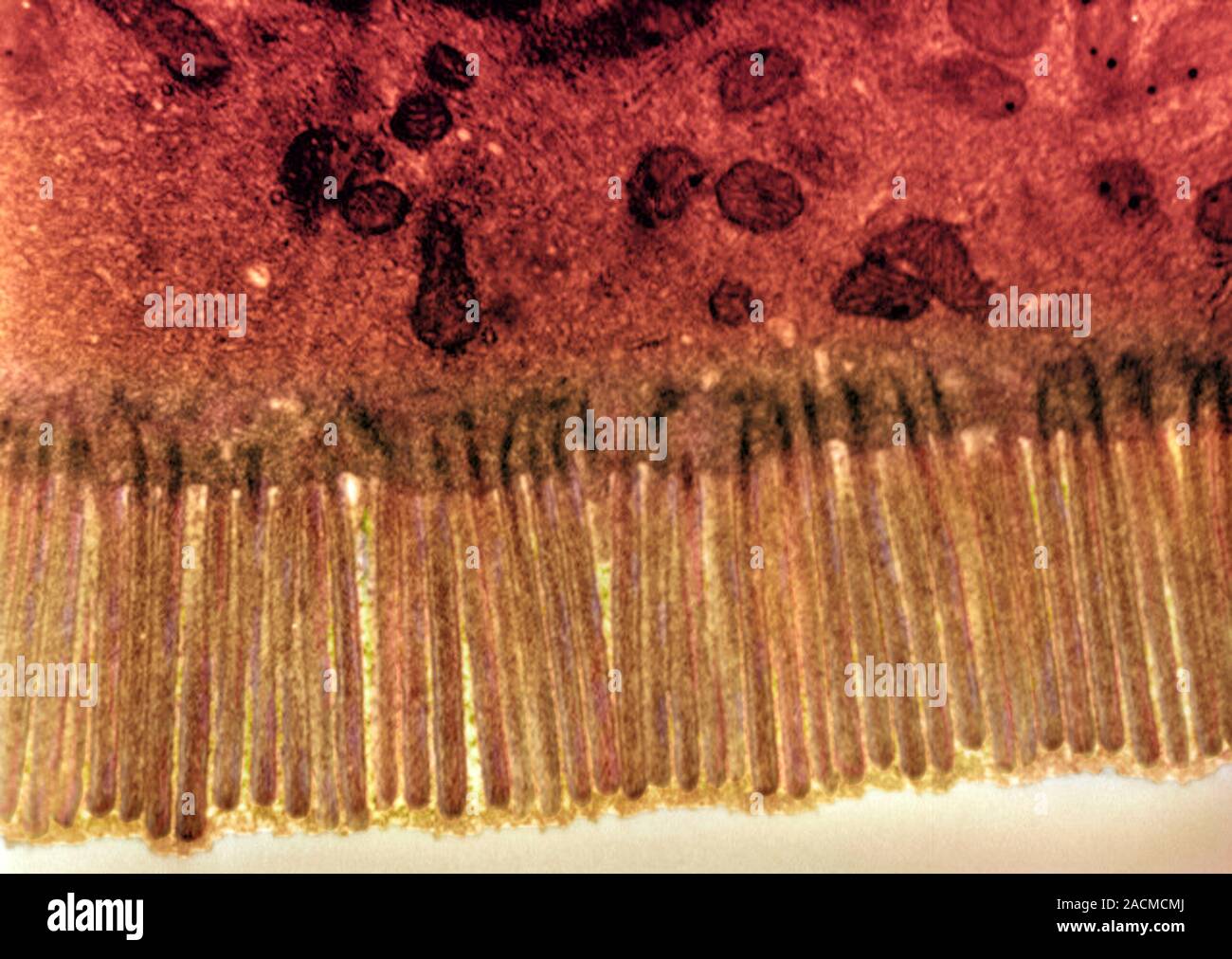 Intestinal microvilli. Transmission electron micrograph (TEM) of a ...