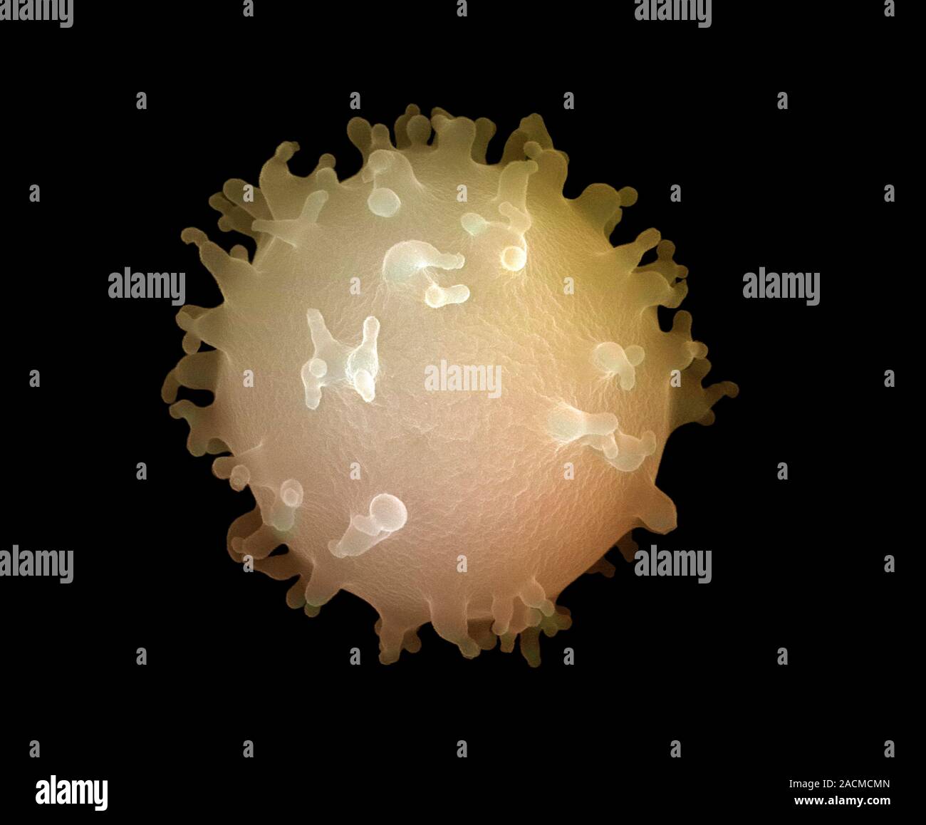 Monocyte white blood cell. Scanning electron micrograph (SEM) of a ...