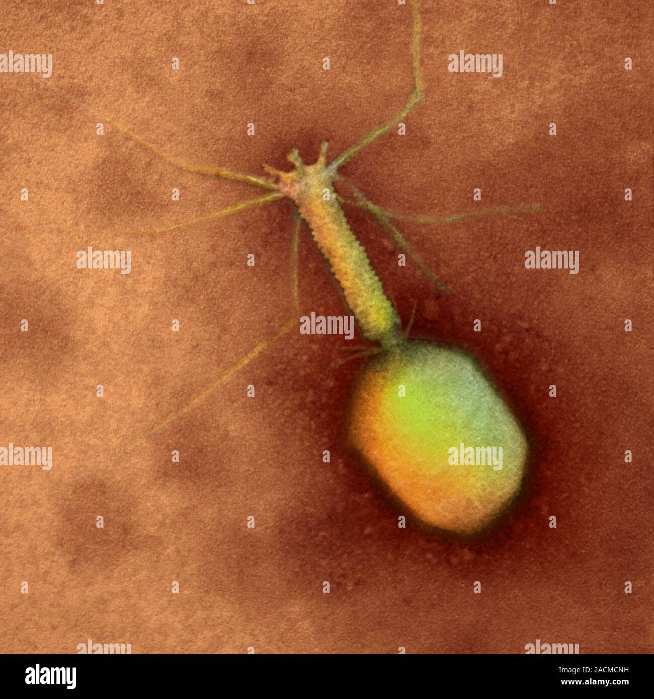 T4 bacteriophage. Transmission electron micrograph of a T4 ...