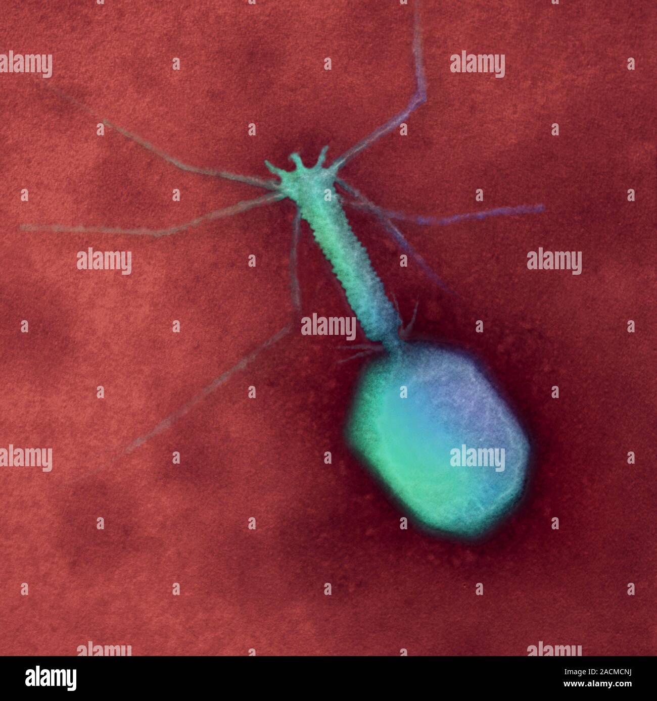 T4 bacteriophage. Transmission electron micrograph of a T4 bacteriophage virus particle. A ...